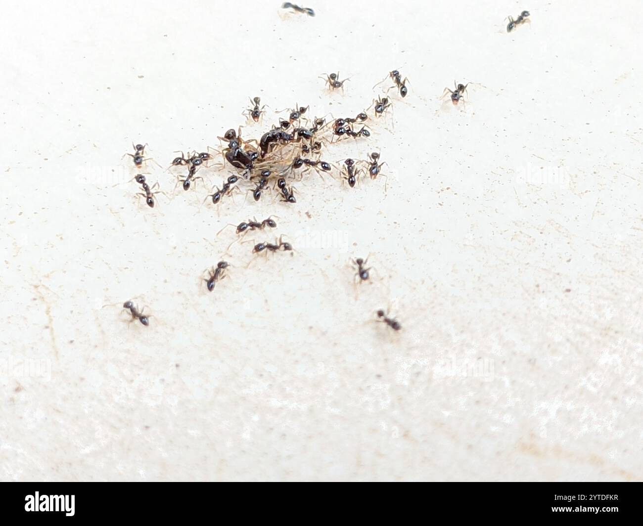 Pheidole ants hi-res stock photography and images - Alamy