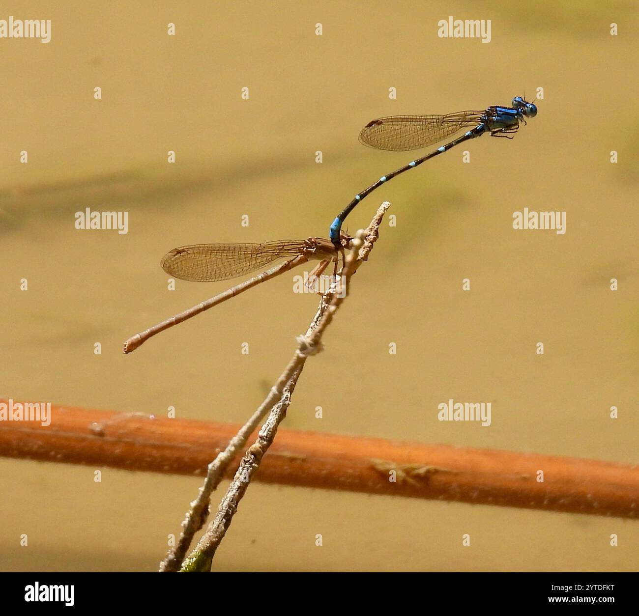 Blue-ringed Dancer (Argia sedula Stock Photo - Alamy