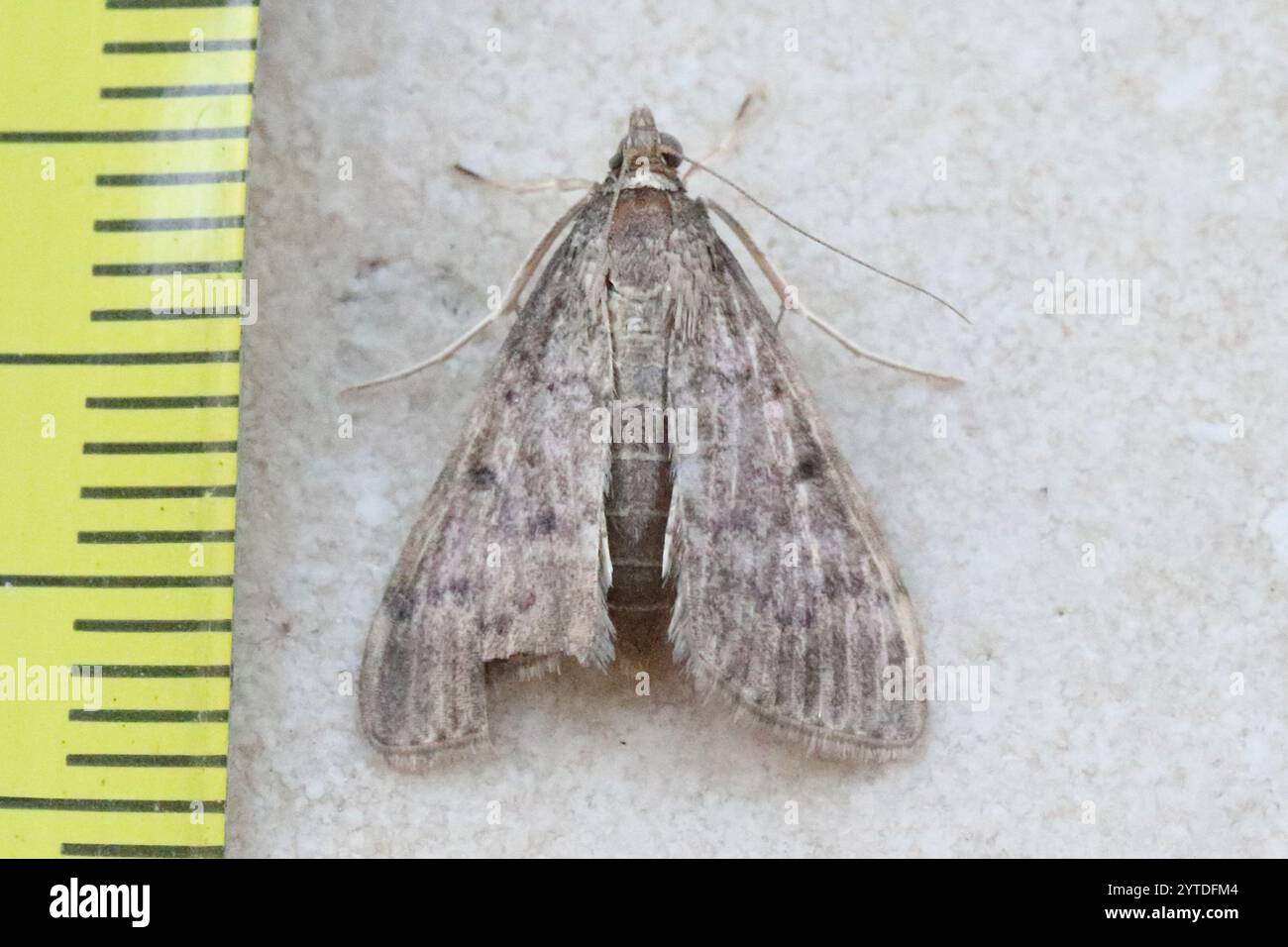 Grass Webworm Moth (Herpetogramma licarsisalis Stock Photo - Alamy