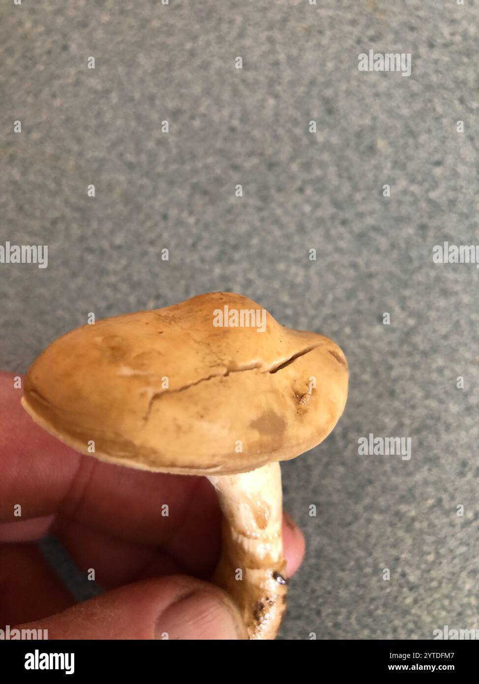 Mulch Fieldcap (Agrocybe putaminum Stock Photo - Alamy