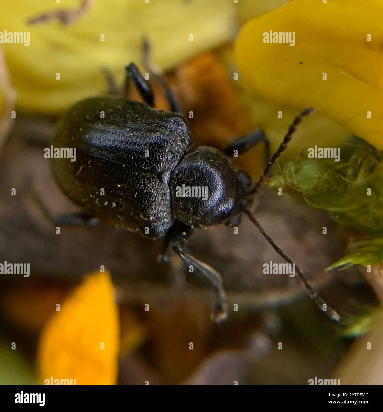 Western Grape Rootworm (Bromius obscurus Stock Photo - Alamy
