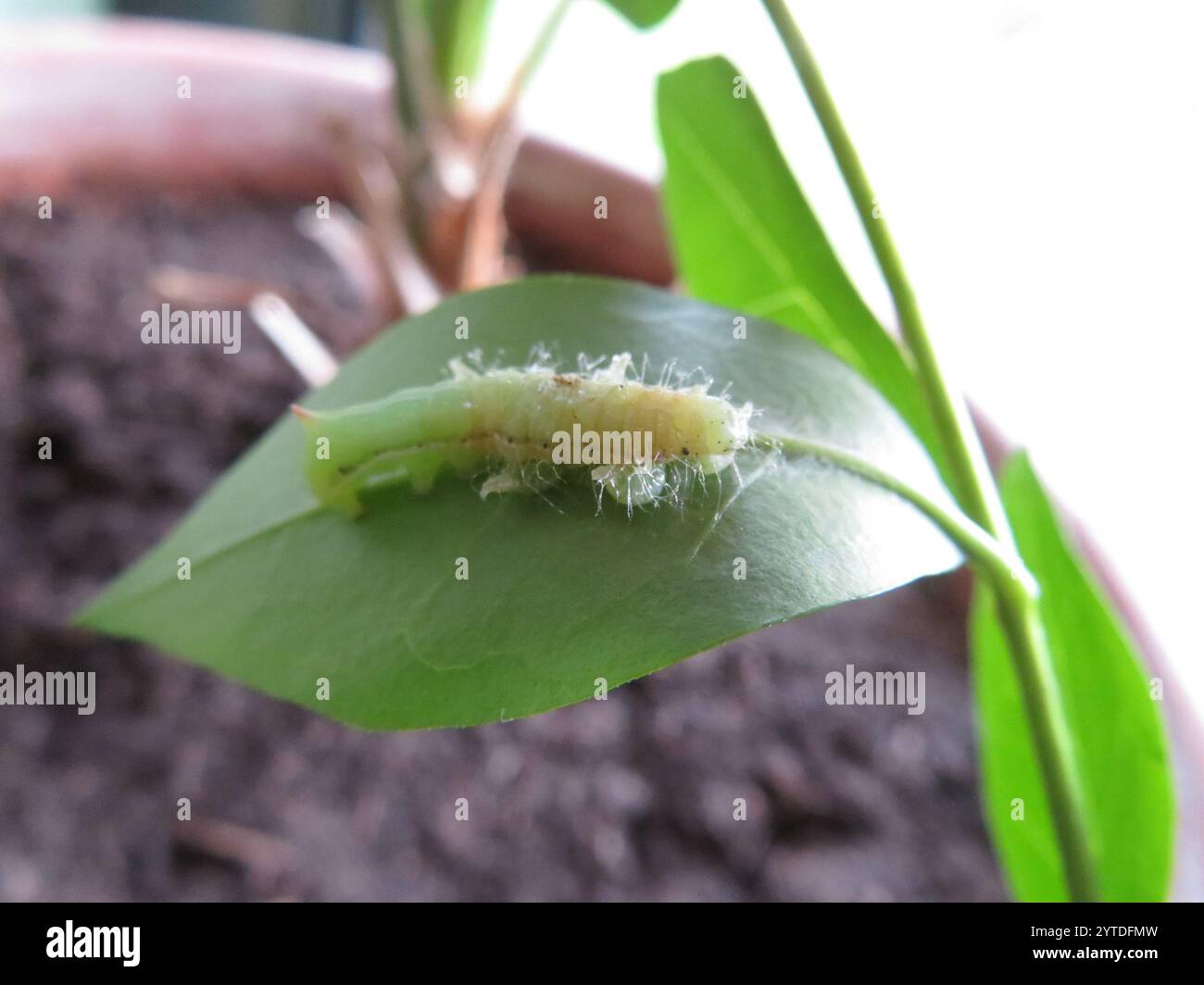 Ants, Bees, Wasps, and Sawflies (Hymenoptera Stock Photo - Alamy