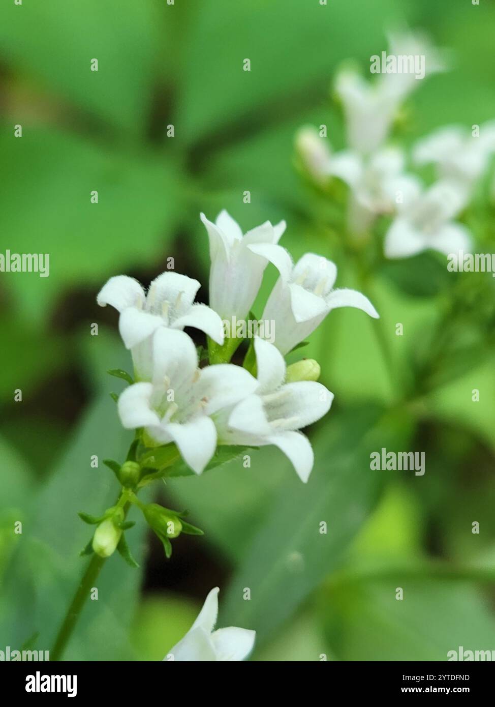 summer bluet (Houstonia purpurea Stock Photo - Alamy