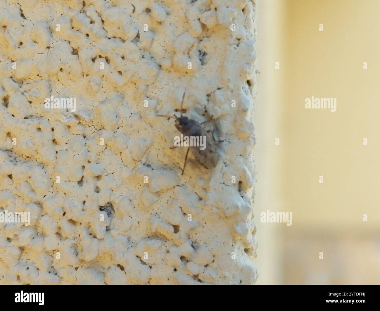 False chinch bugs (Nysius Stock Photo - Alamy