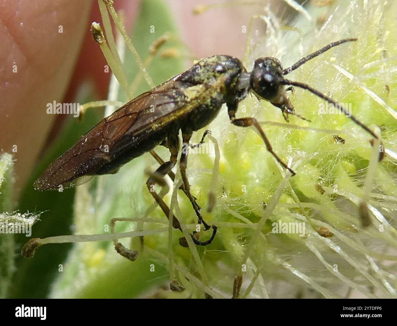 Common Sawflies (Tenthredinidae Stock Photo - Alamy