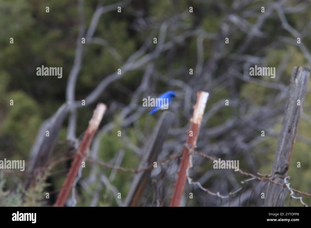 Mountain Bluebird (Sialia currucoides Stock Photo - Alamy
