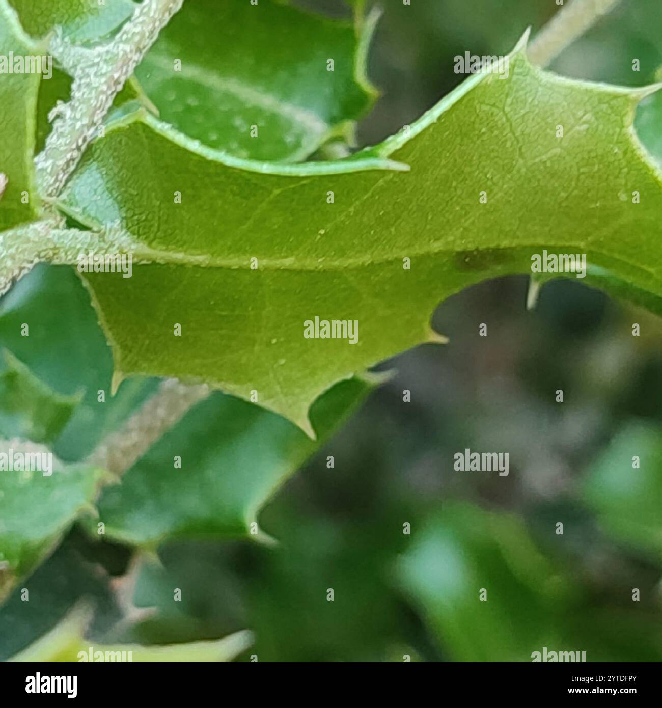 Kermes oak (Quercus coccifera Stock Photo - Alamy