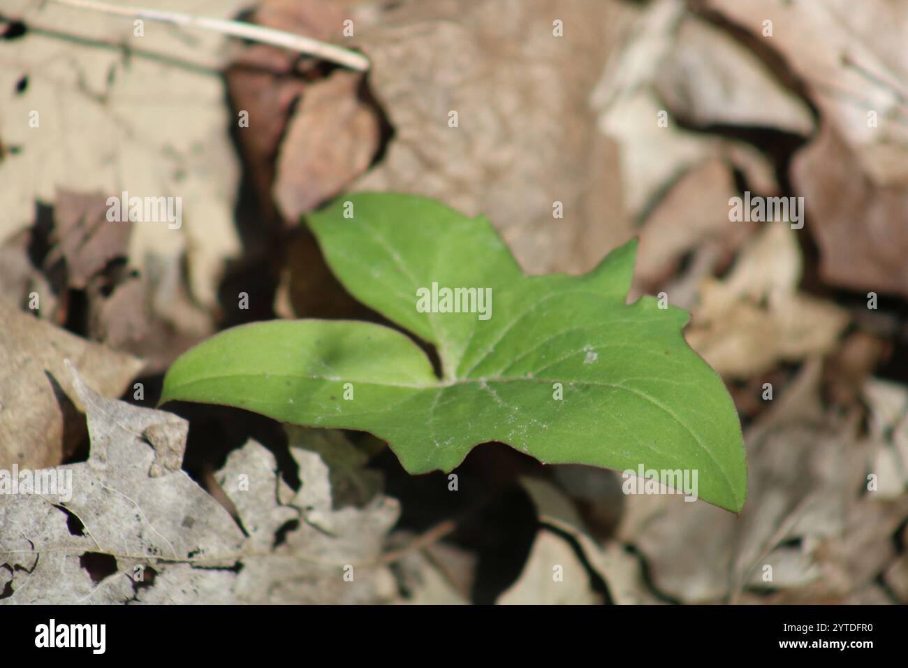 rattlesnake roots (Nabalus Stock Photo - Alamy
