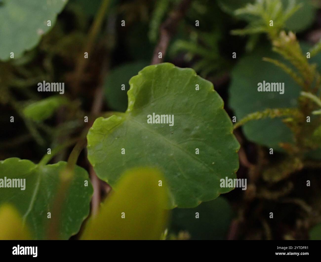 western roundleaf violet (Viola orbiculata Stock Photo - Alamy