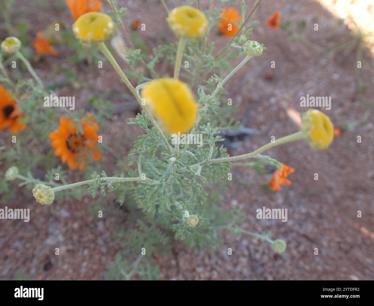 Grand Stinkweed (Oncosiphon grandiflorus Stock Photo - Alamy