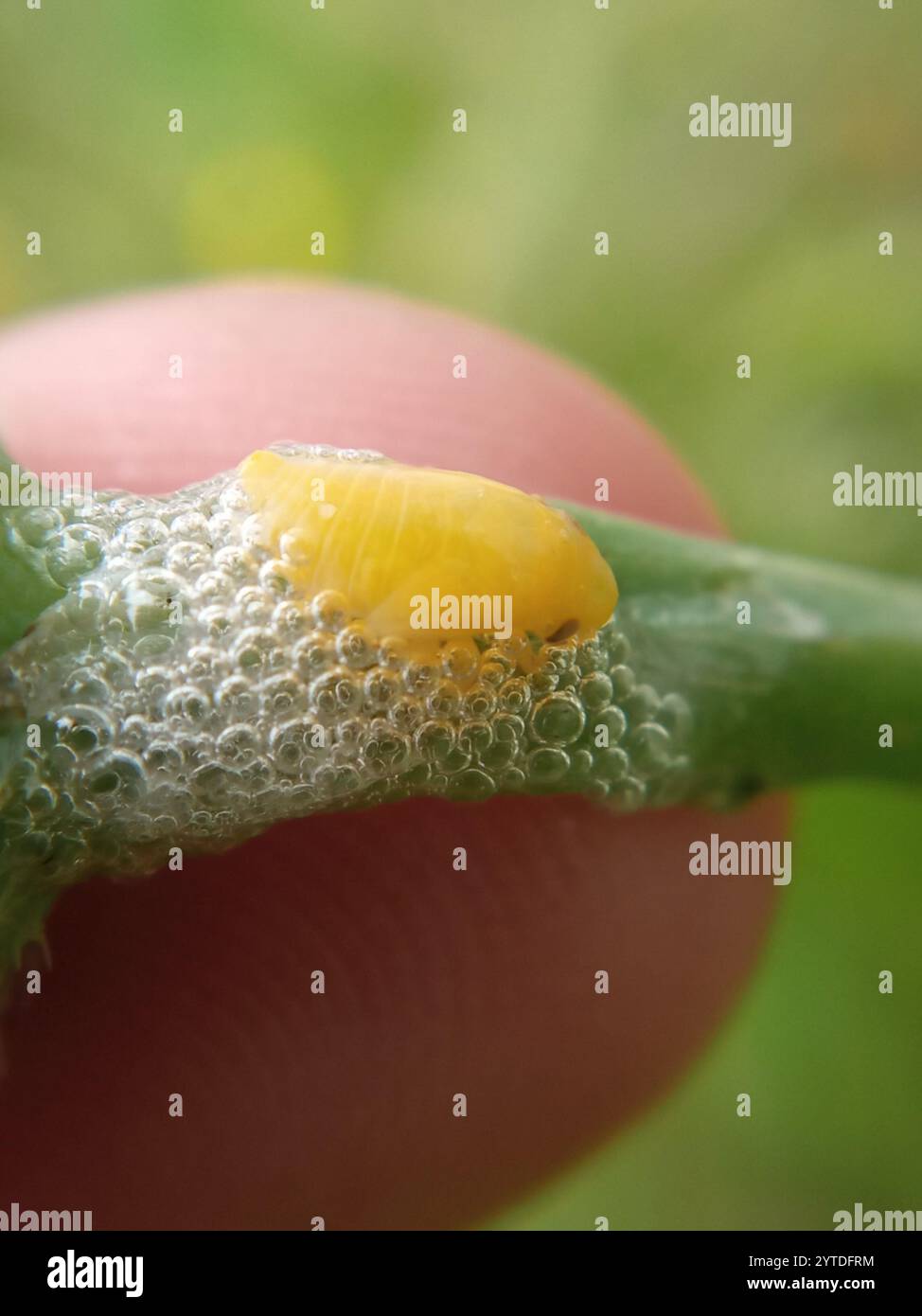 Meadow Spittlebug (Philaenus spumarius Stock Photo - Alamy
