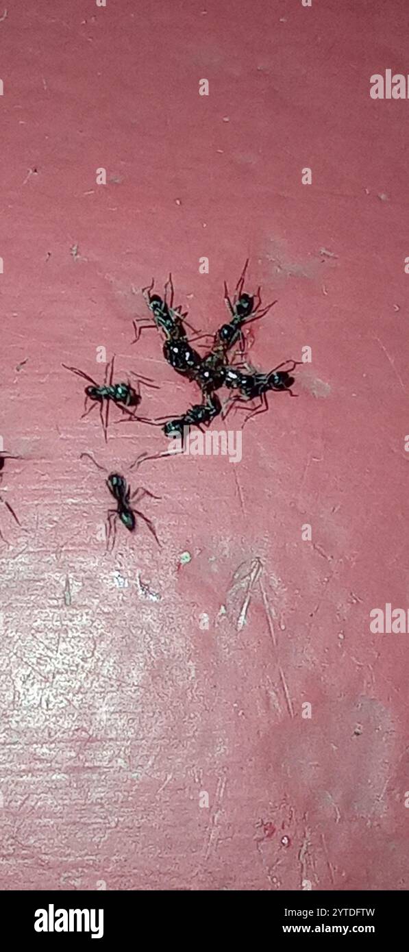 Pyramid Ants (Dorymyrmex Stock Photo - Alamy