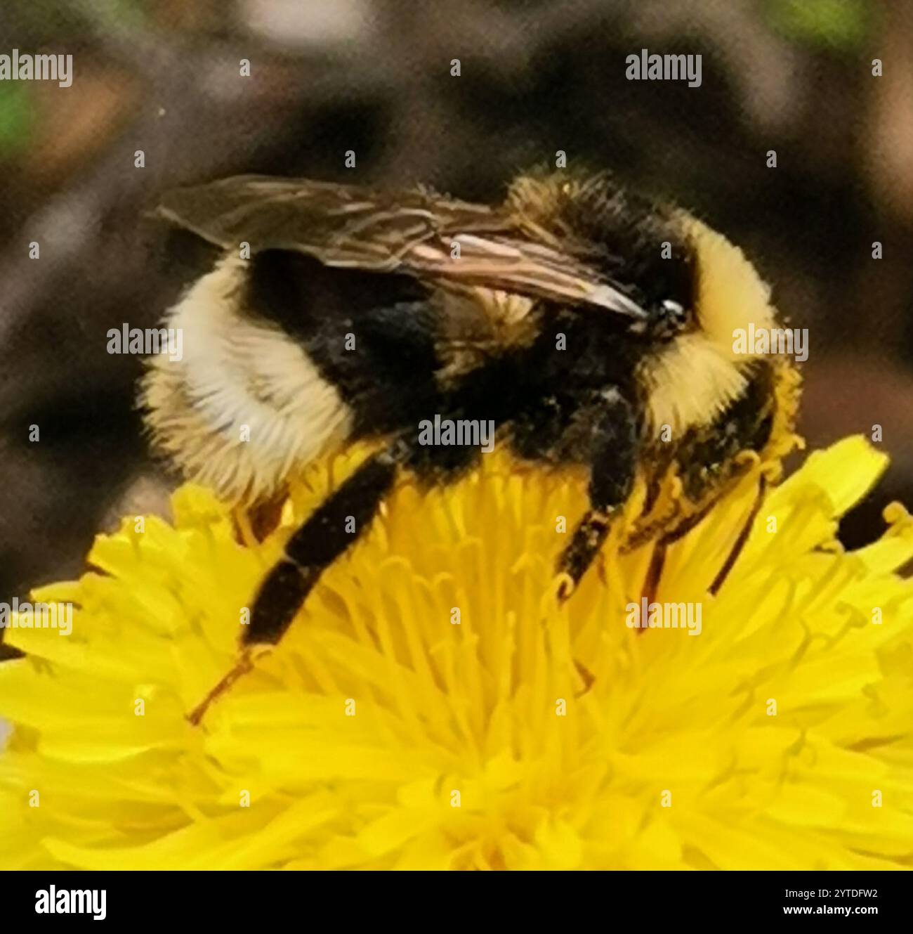 Bombus bohemicus hi-res stock photography and images - Alamy