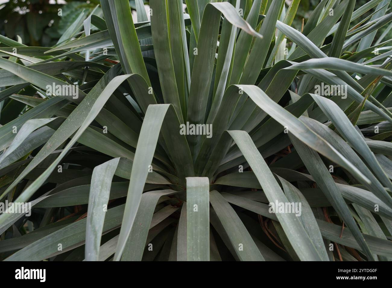 Furcraea foetida is a species of flowering plant native to the ...