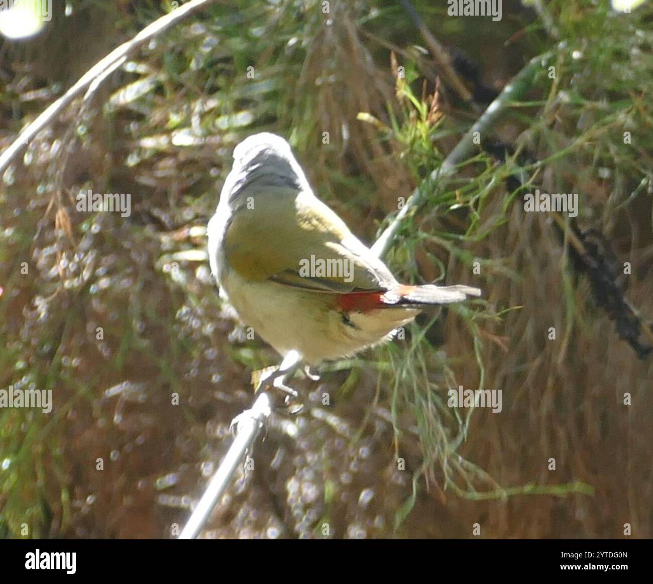 Swee Waxbill (Coccopygia melanotis Stock Photo - Alamy