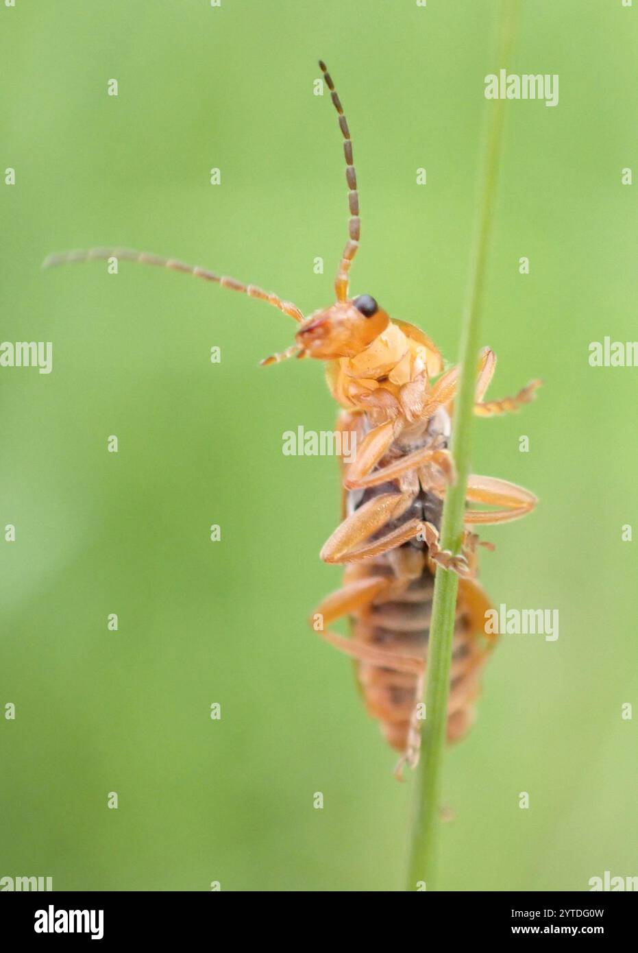 Red Soldier Beetle (Cantharis rufa Stock Photo - Alamy