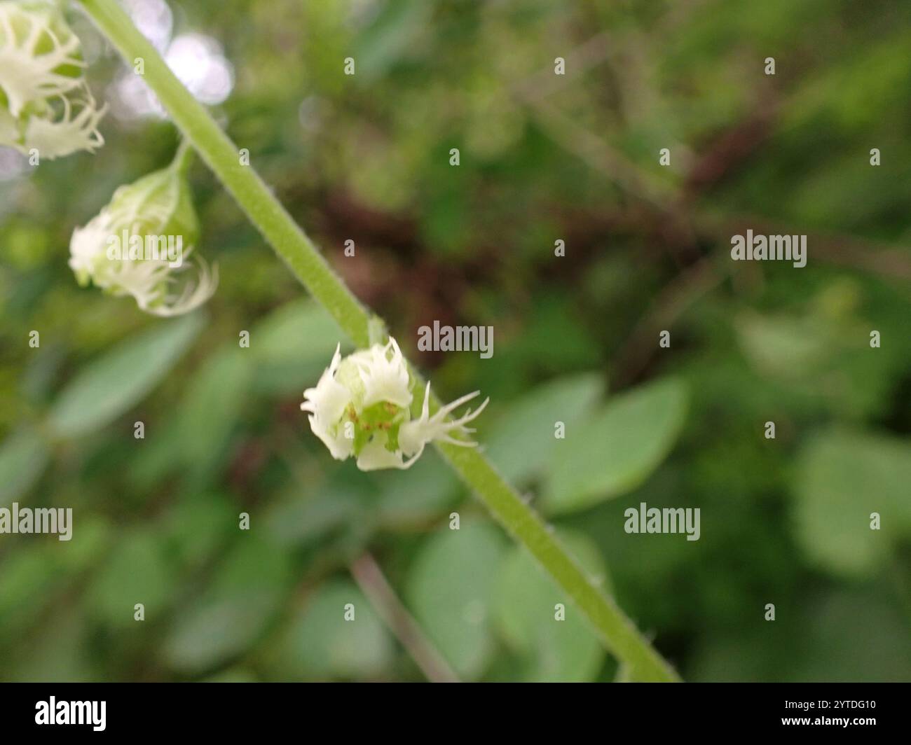 fringe cups (Tellima grandiflora Stock Photo - Alamy