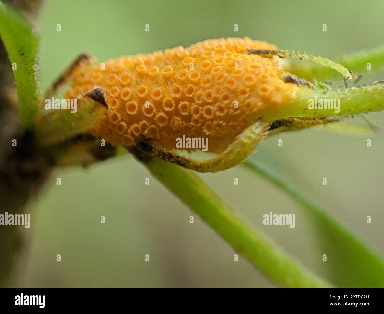 Crown Rust (Puccinia coronata Stock Photo - Alamy
