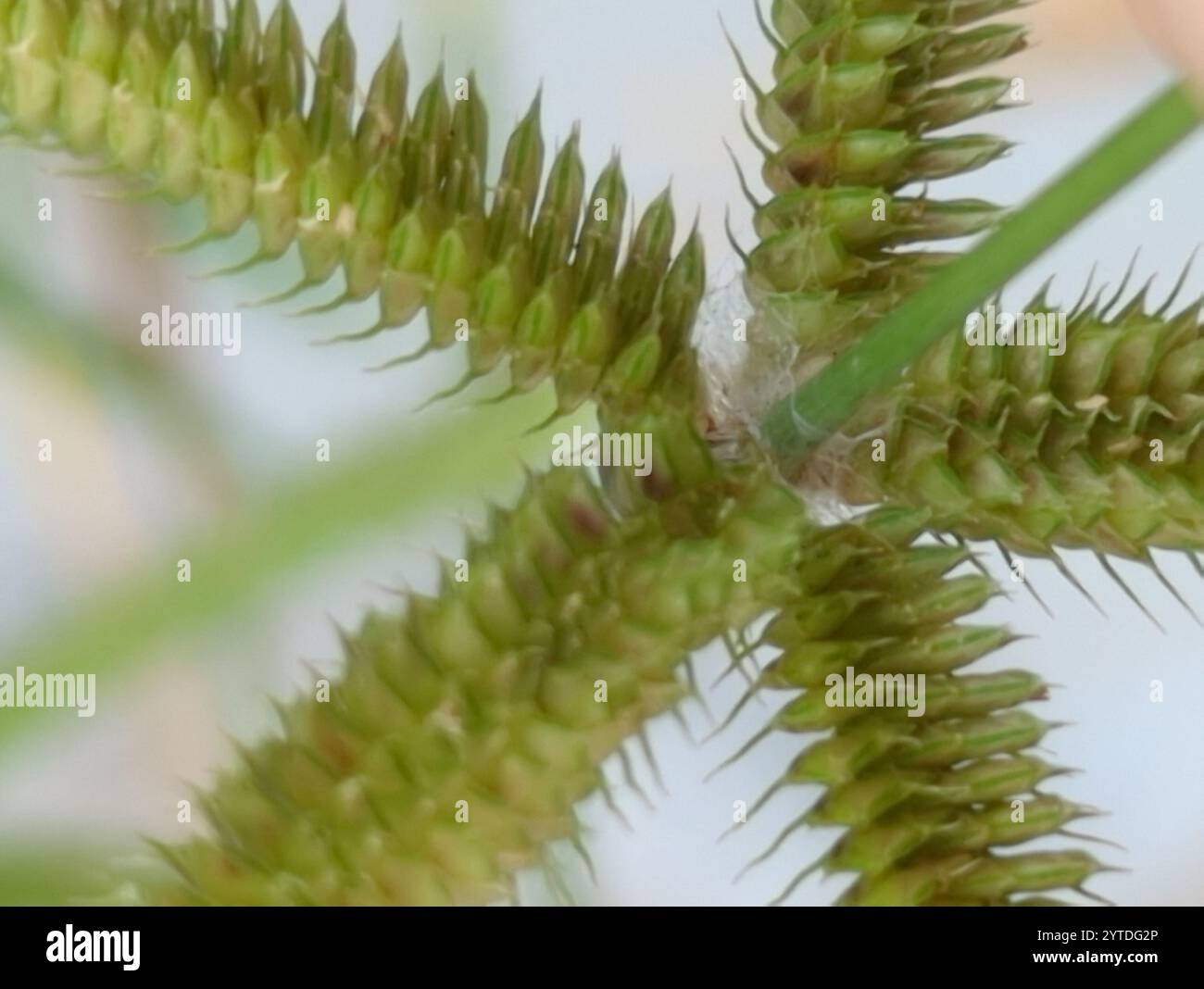 Durban Crowfoot (Dactyloctenium aegyptium Stock Photo - Alamy