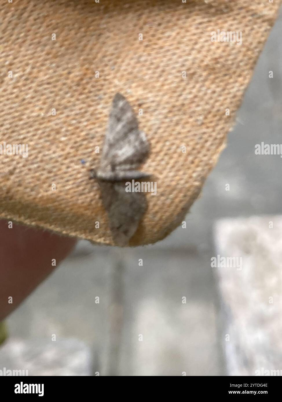 Gymnoscelis rufifasciata hi-res stock photography and images - Alamy