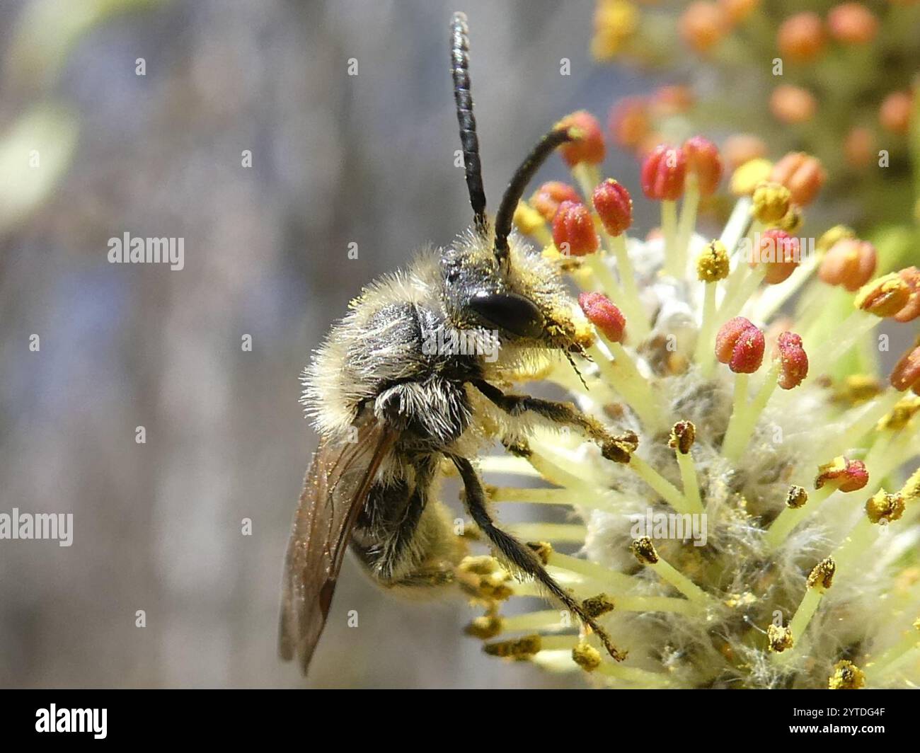 Mining Bees (Andrena Stock Photo - Alamy