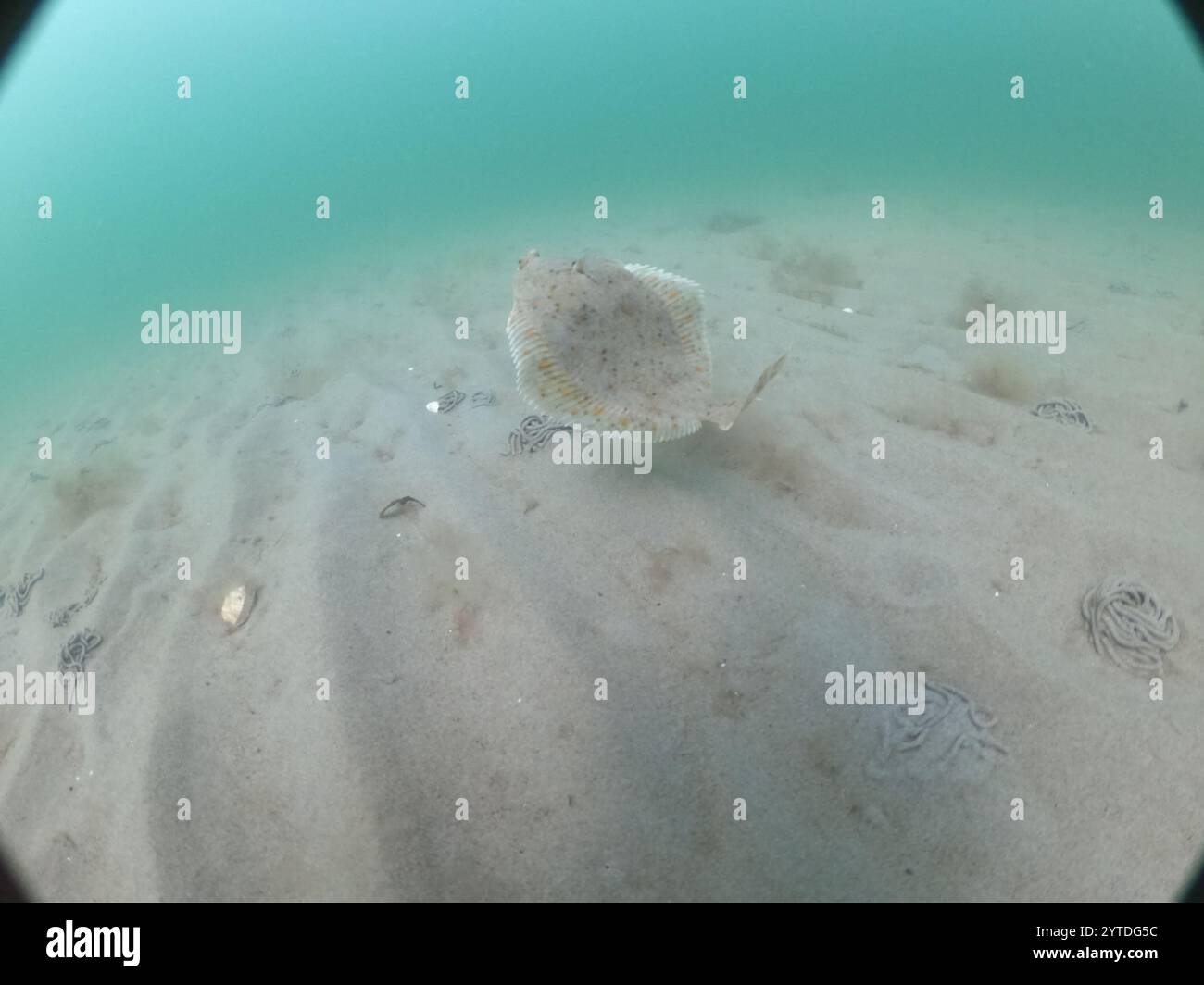 European Flounder (Platichthys flesus Stock Photo - Alamy