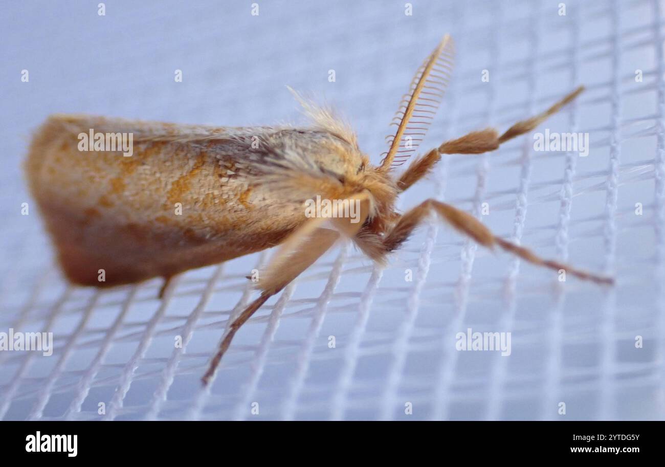 Tussock Moths (Lymantriinae Stock Photo - Alamy