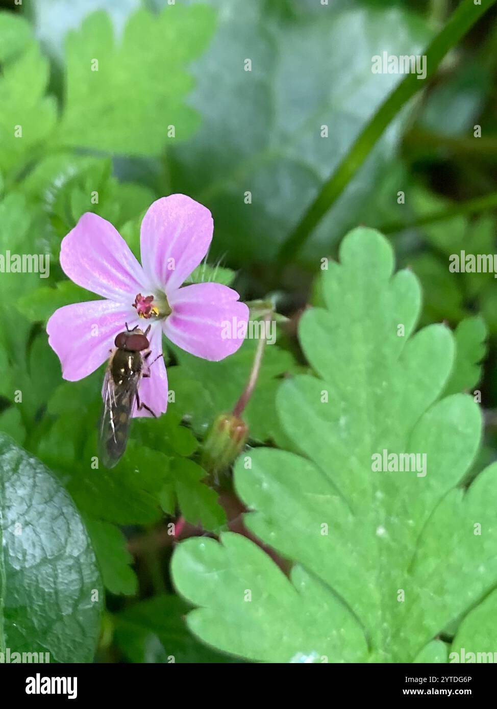 Typical Hover Flies (Syrphinae Stock Photo - Alamy