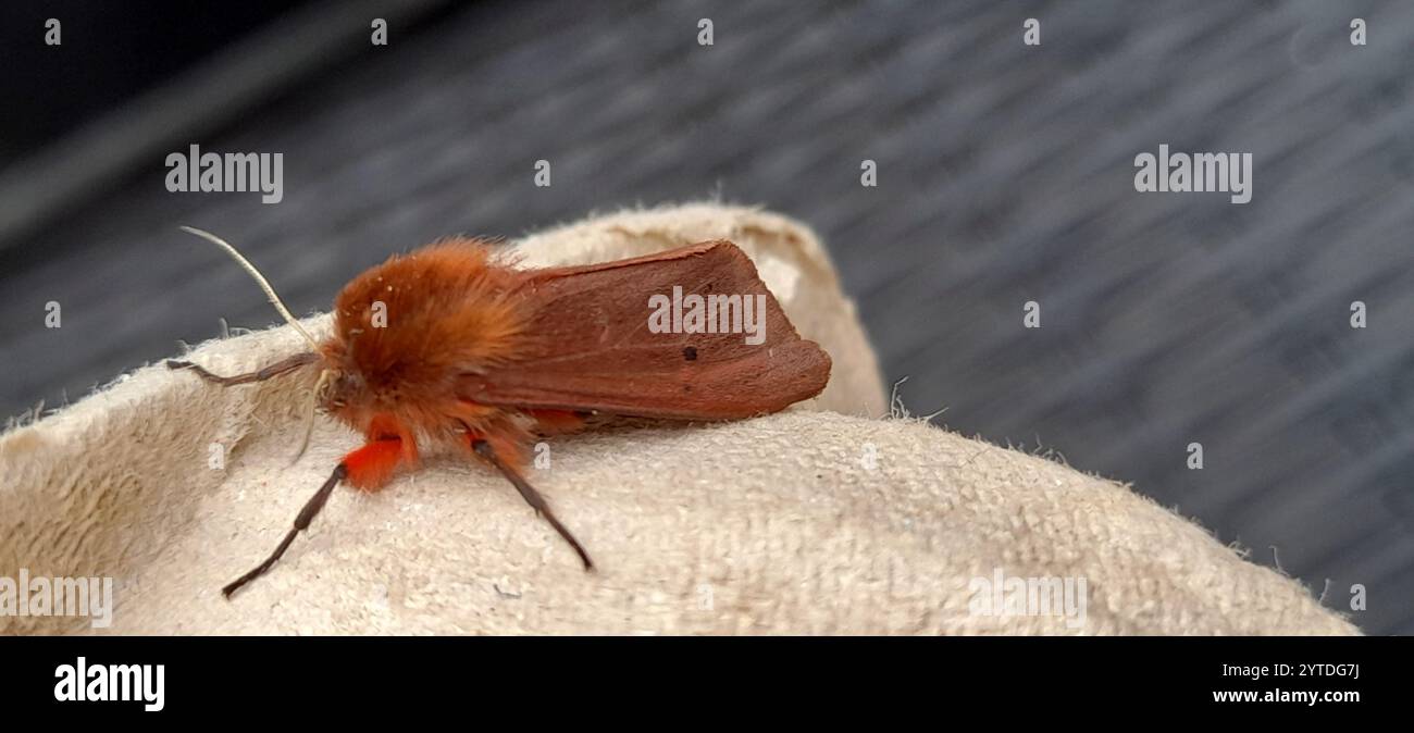 Ruby Tiger Moth (Phragmatobia fuliginosa Stock Photo - Alamy