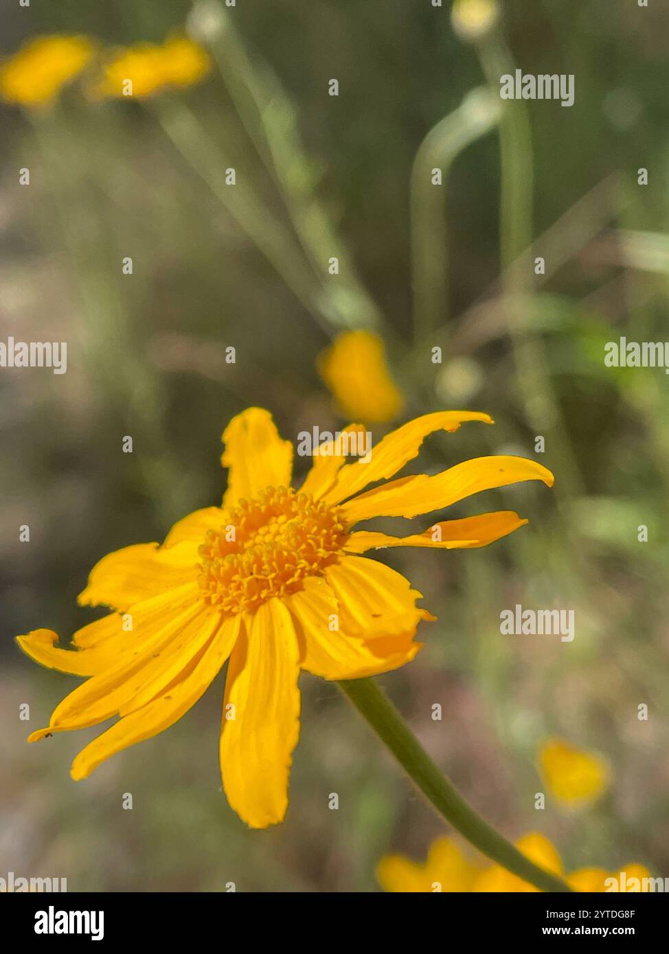 common woolly sunflower (Eriophyllum lanatum Stock Photo - Alamy
