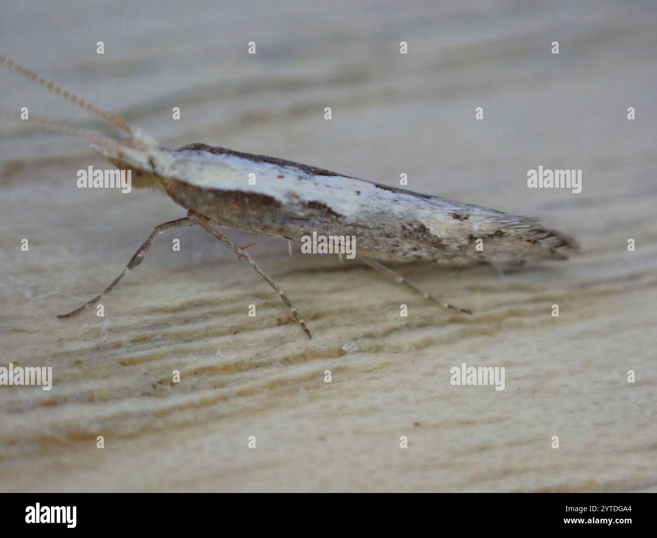 Diamondback Moth (Plutella xylostella Stock Photo - Alamy