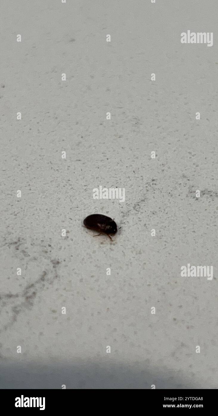 Black Carpet Beetles (Attagenus Stock Photo - Alamy