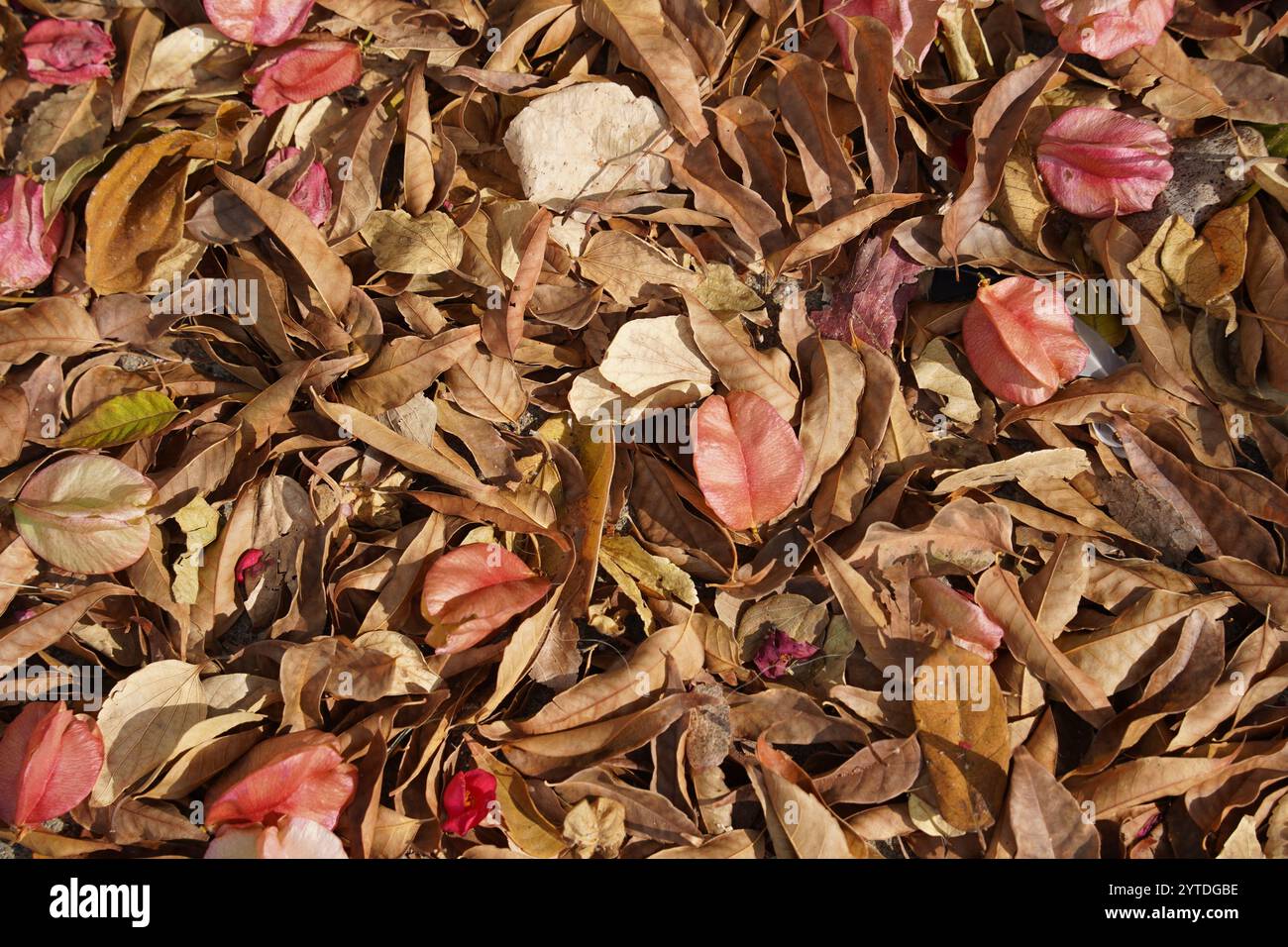 A close-up of autumn leaves scattered on the ground, displaying a warm ...