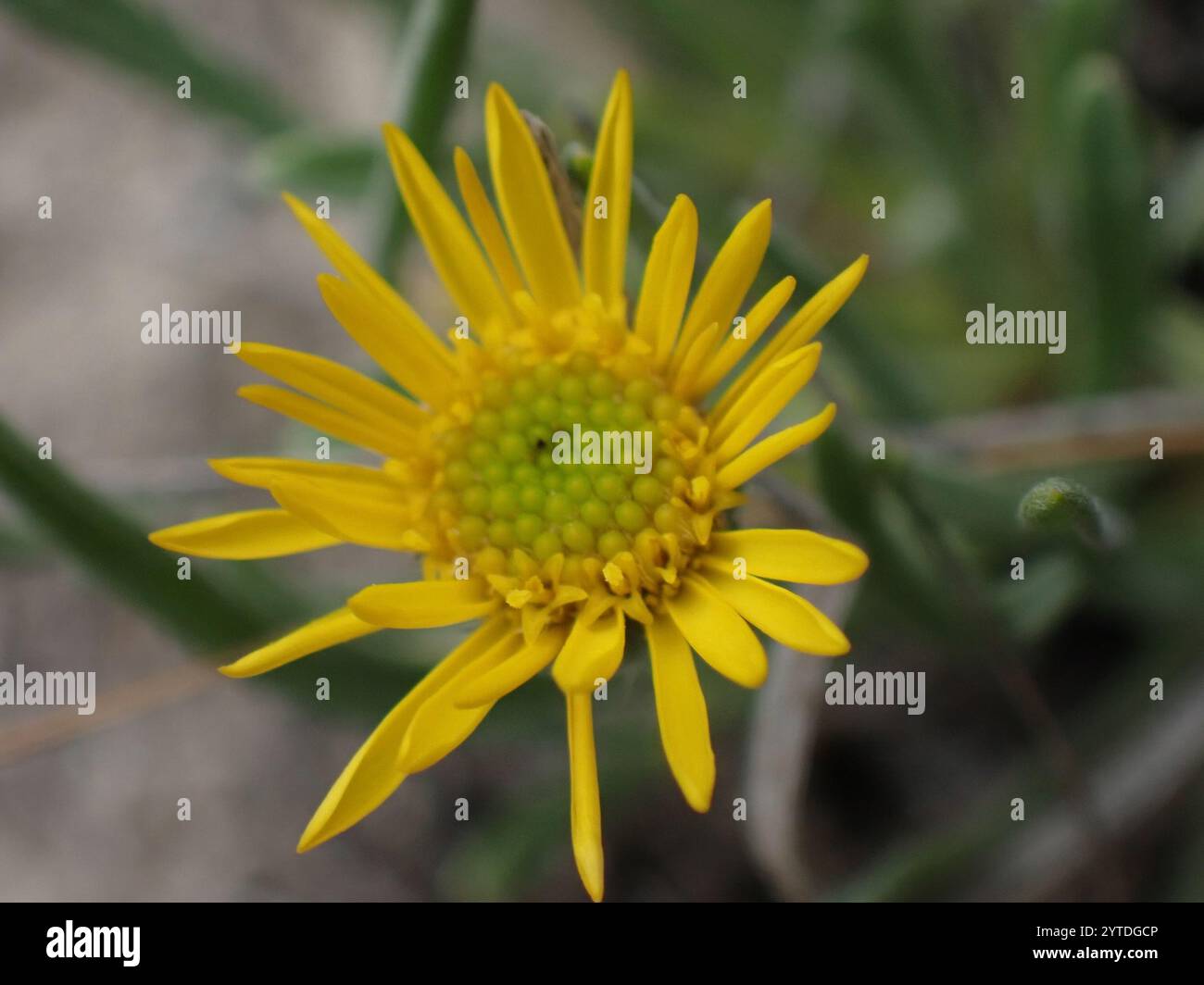 Desert Yellow Fleabane (Erigeron linearis Stock Photo - Alamy