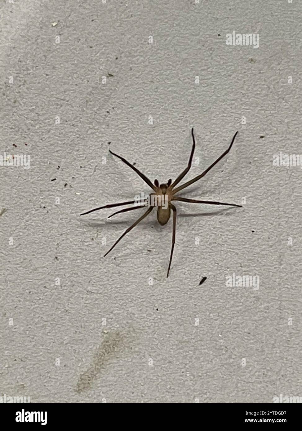 Brown Recluse (Loxosceles reclusa Stock Photo - Alamy