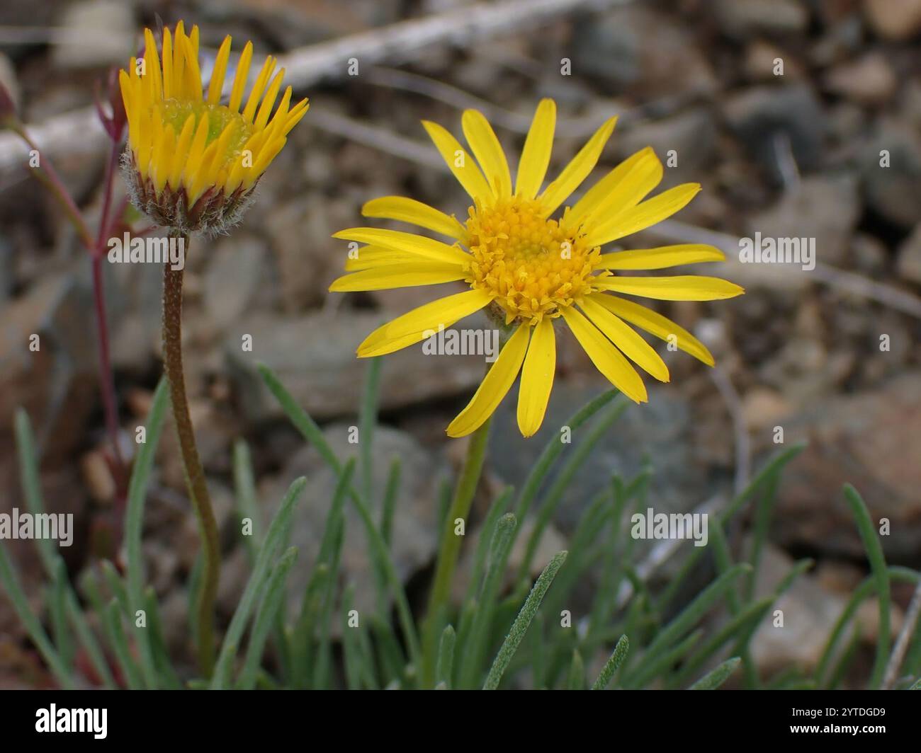 Desert Yellow Fleabane (Erigeron linearis Stock Photo - Alamy