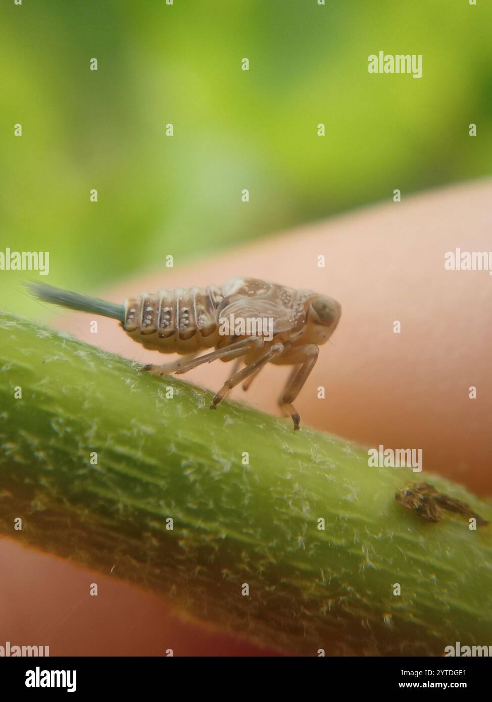 Issus coleoptratus hi-res stock photography and images - Alamy