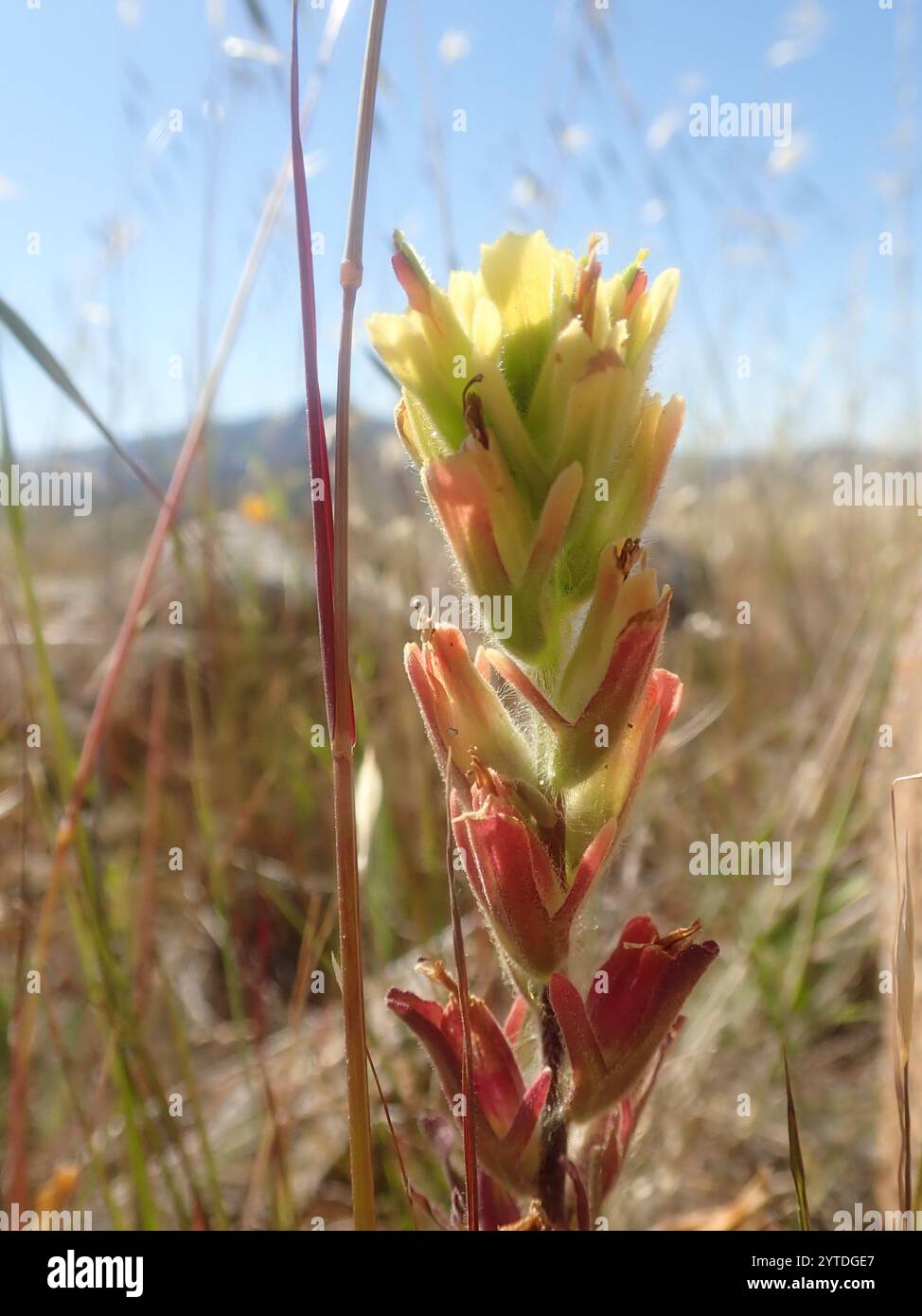 Tiburon paintbrush (Castilleja affinis neglecta Stock Photo - Alamy