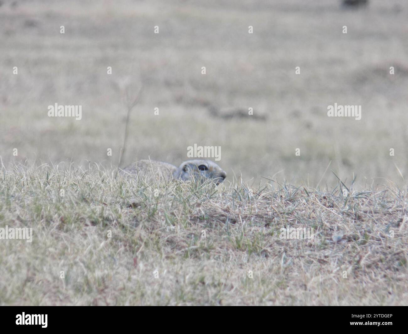 Long-tailed Ground Squirrel (Urocitellus undulatus Stock Photo - Alamy