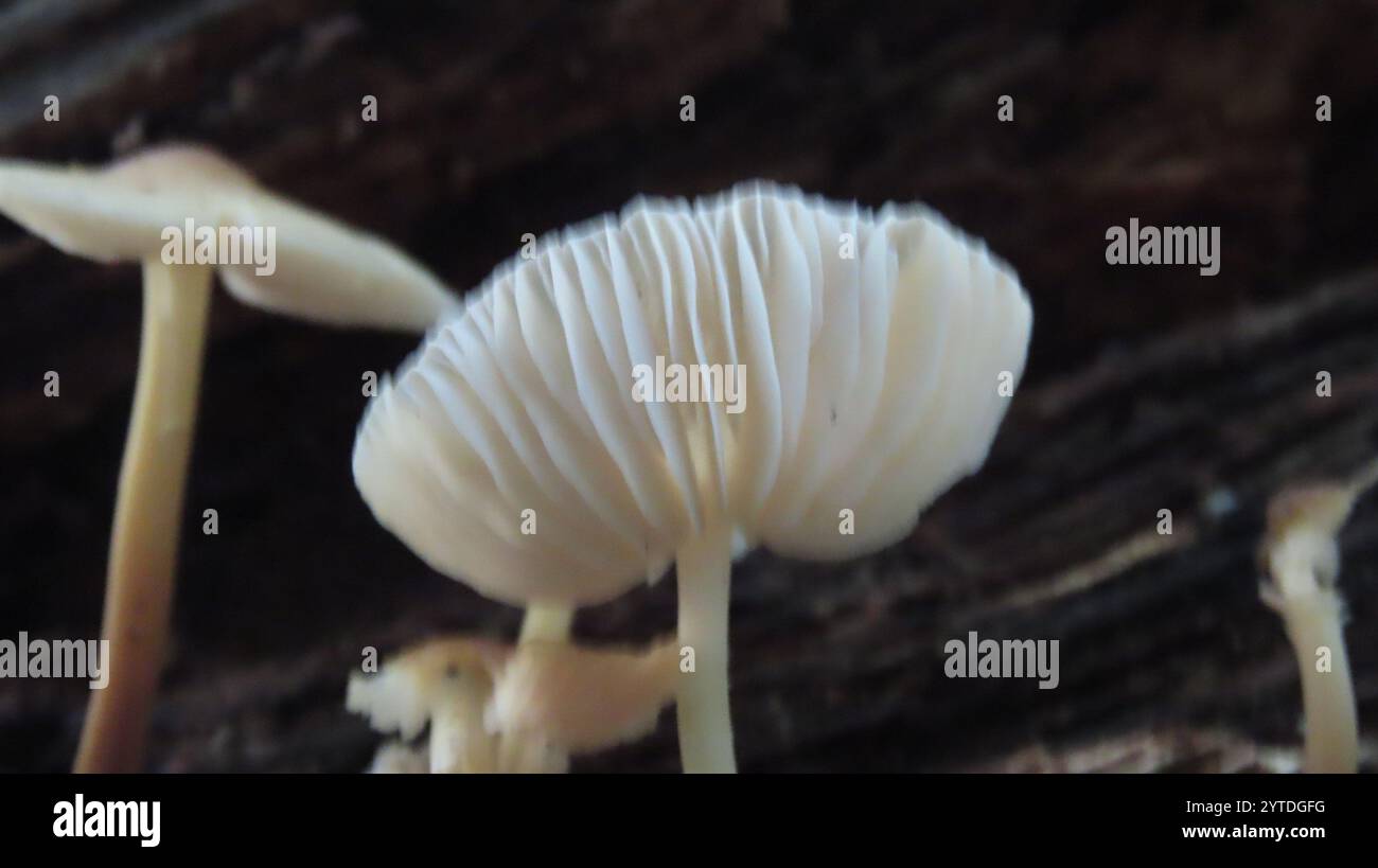 clustered bonnet (Mycena inclinata Stock Photo - Alamy