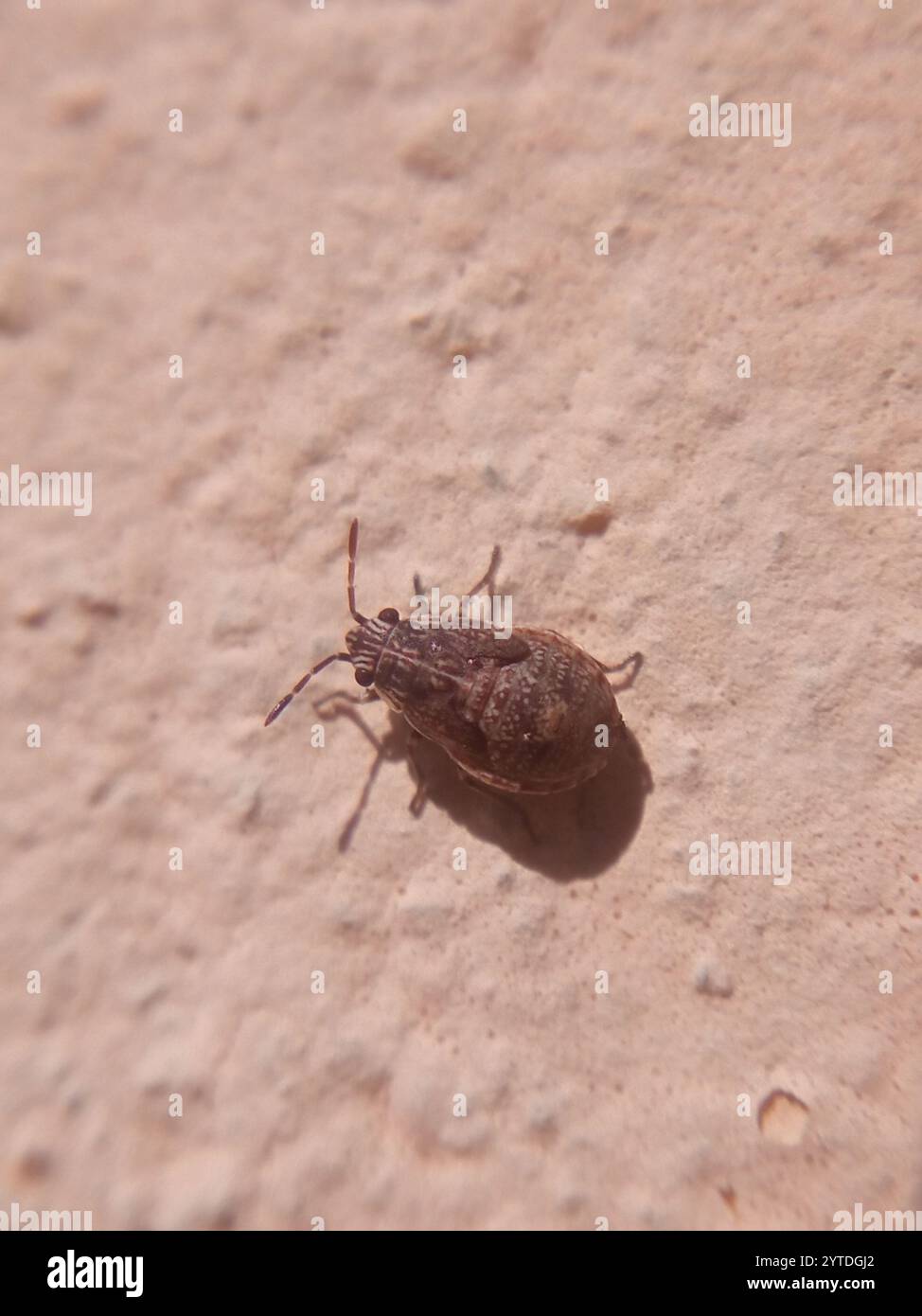 False chinch bugs (Nysius Stock Photo - Alamy