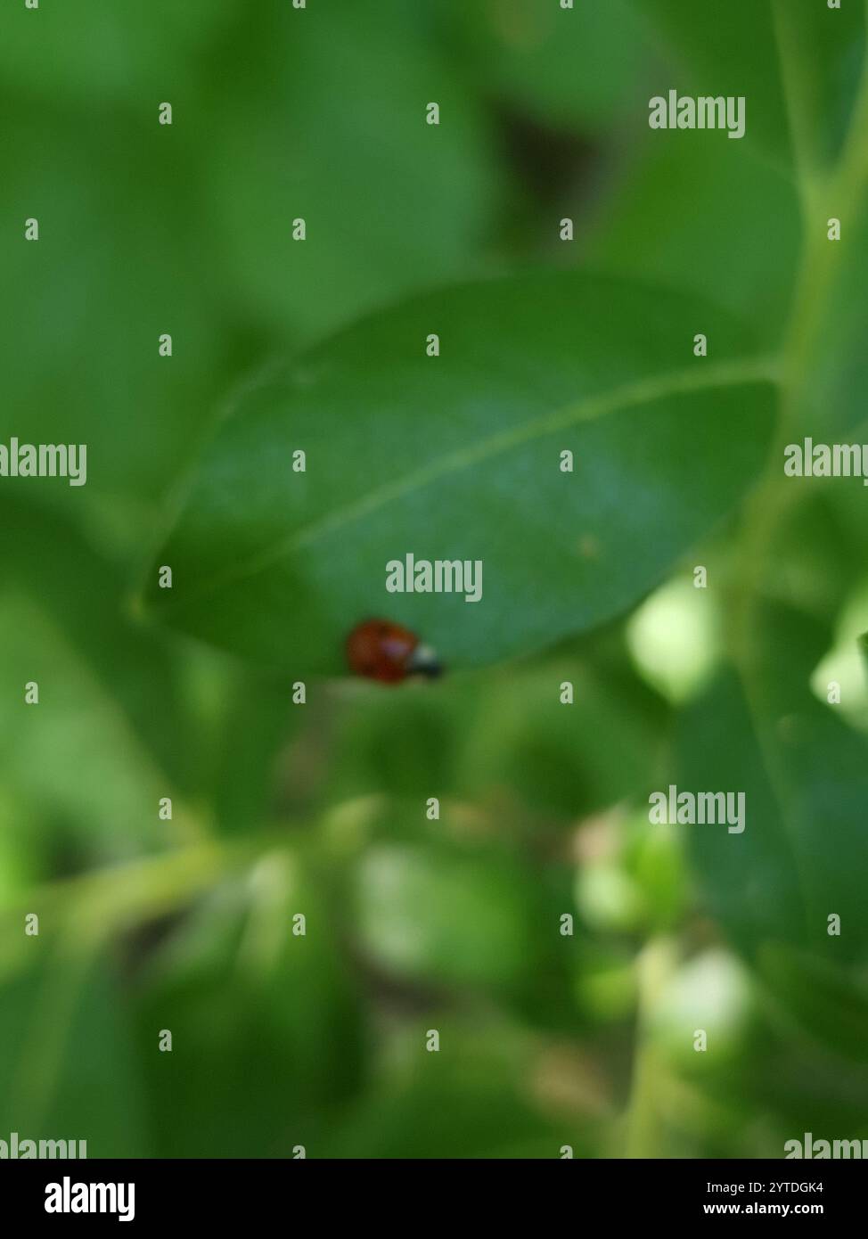 Two-spotted Lady Beetle (Adalia bipunctata Stock Photo - Alamy