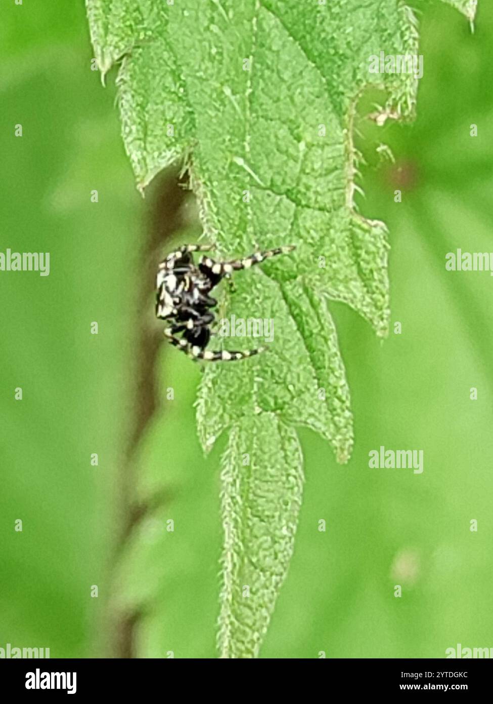 Peppered Jumping Spider (Pelegrina galathea Stock Photo - Alamy