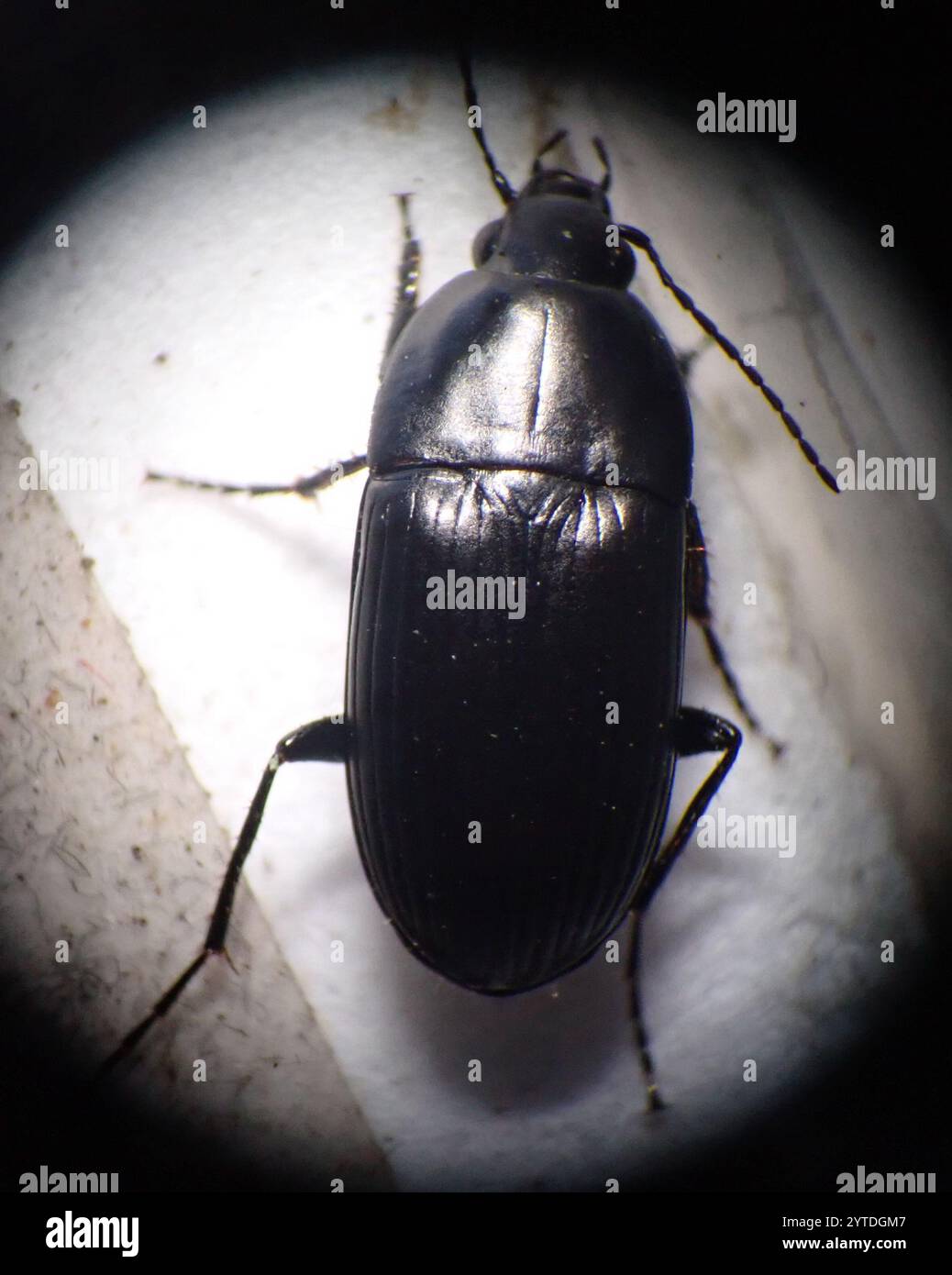 Oodes helopioides hi-res stock photography and images - Alamy