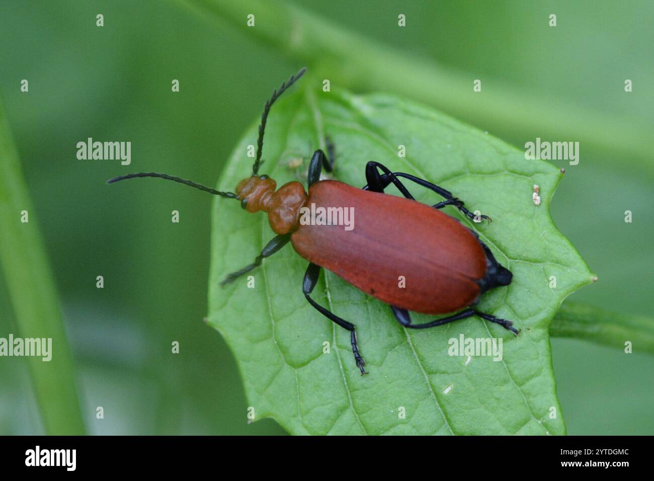 Common Cardinal Beetle (Pyrochroa serraticornis Stock Photo - Alamy