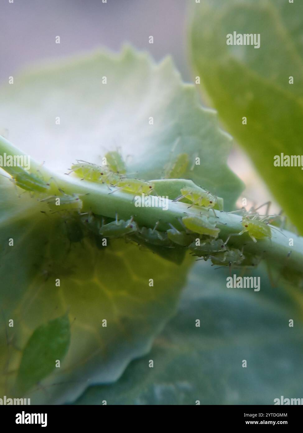 Pea aphid acyrthosiphon pisum hi-res stock photography and images - Alamy