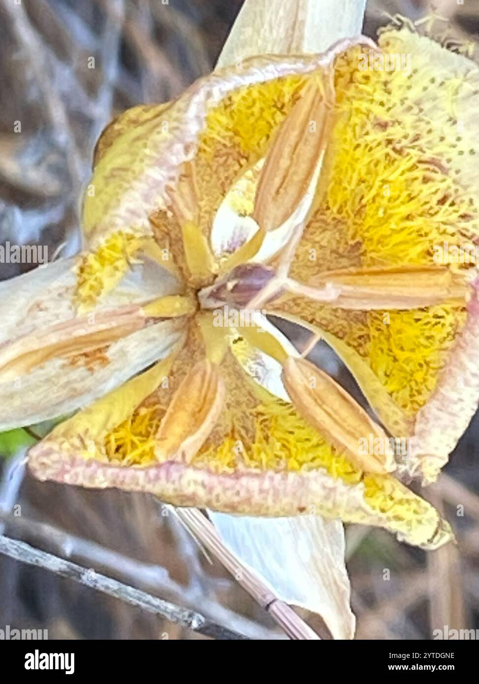 intermediate mariposa lily (Calochortus weedii intermedius Stock Photo ...