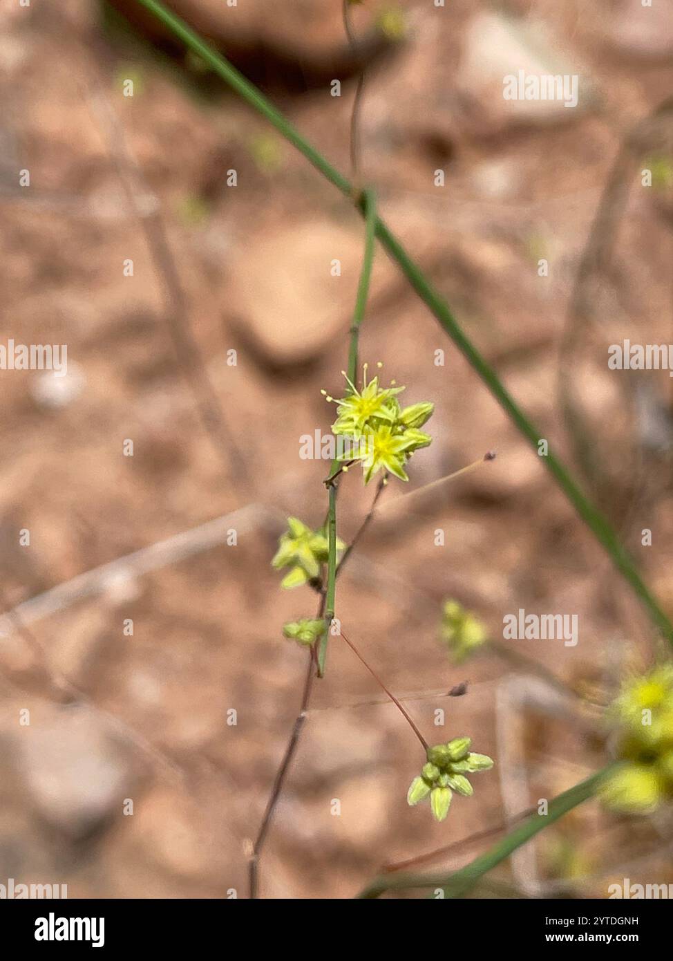 Desert Trumpet (Eriogonum inflatum Stock Photo - Alamy