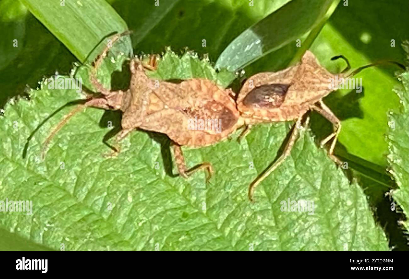Dock Bug (Coreus marginatus Stock Photo - Alamy
