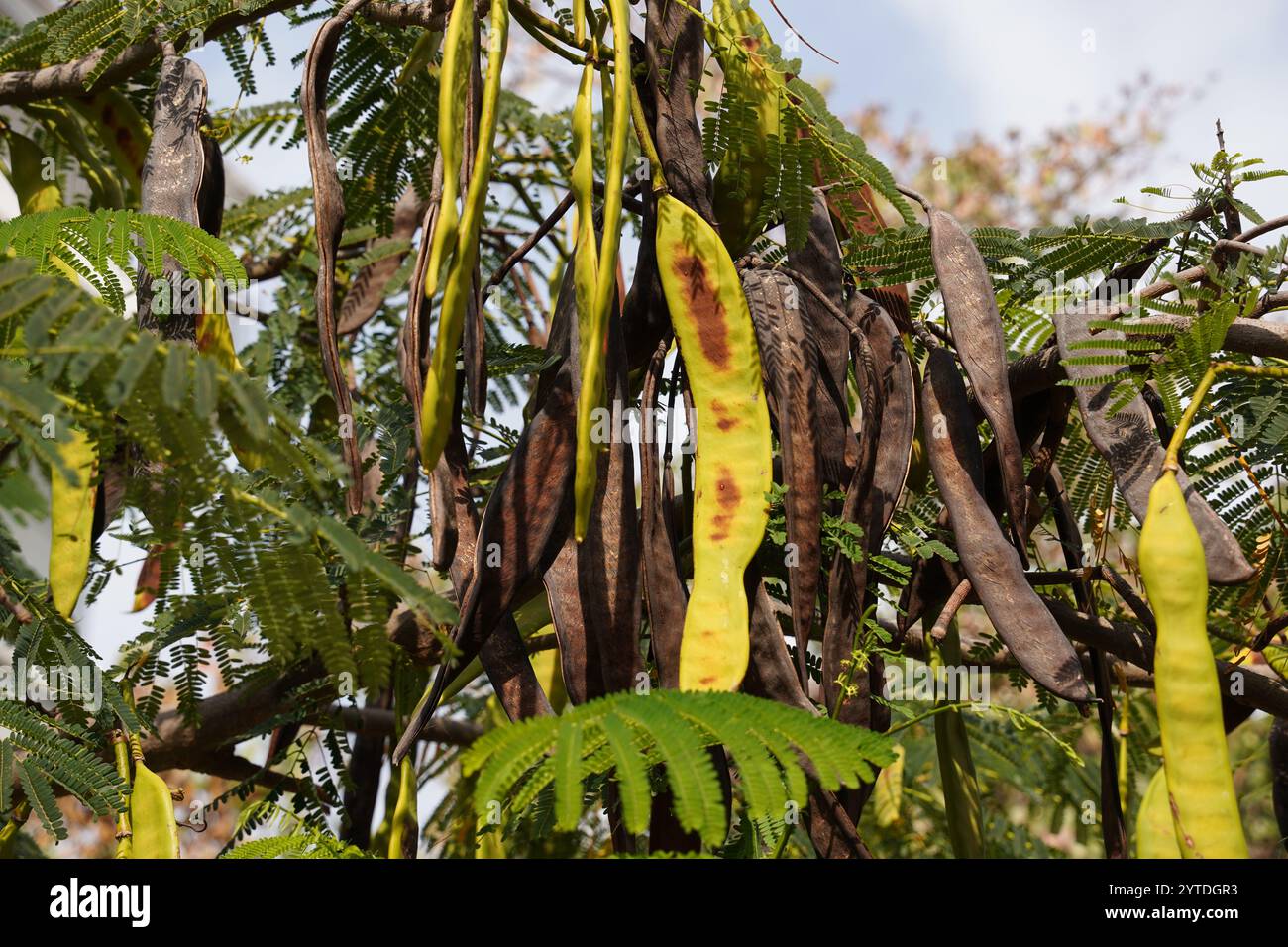 Pods with seeds of Albizia julibrissin in the backlight. Bright green ...
